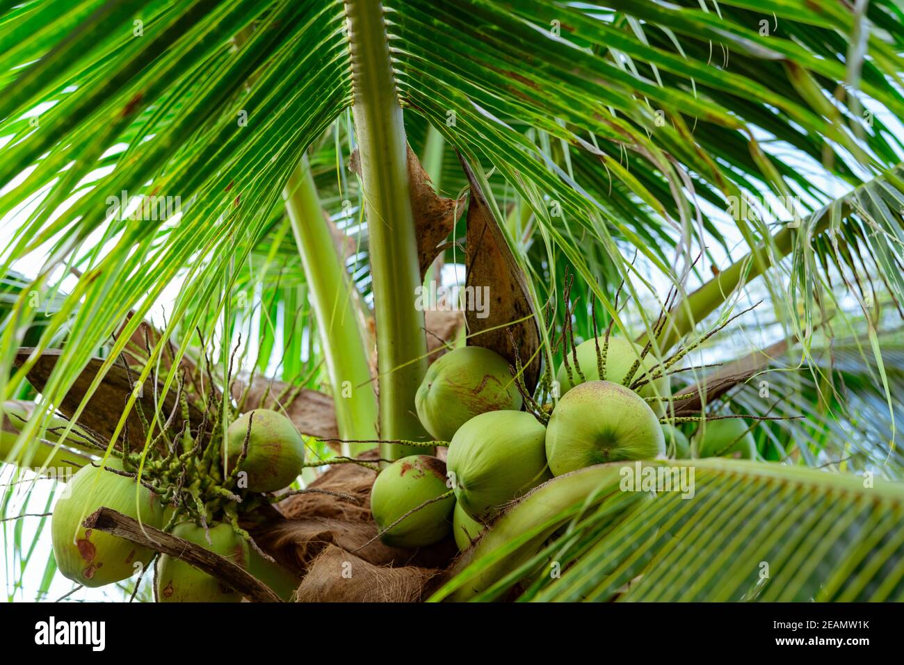 Coconut farm thailand hi-res stock photography and images - Alamy