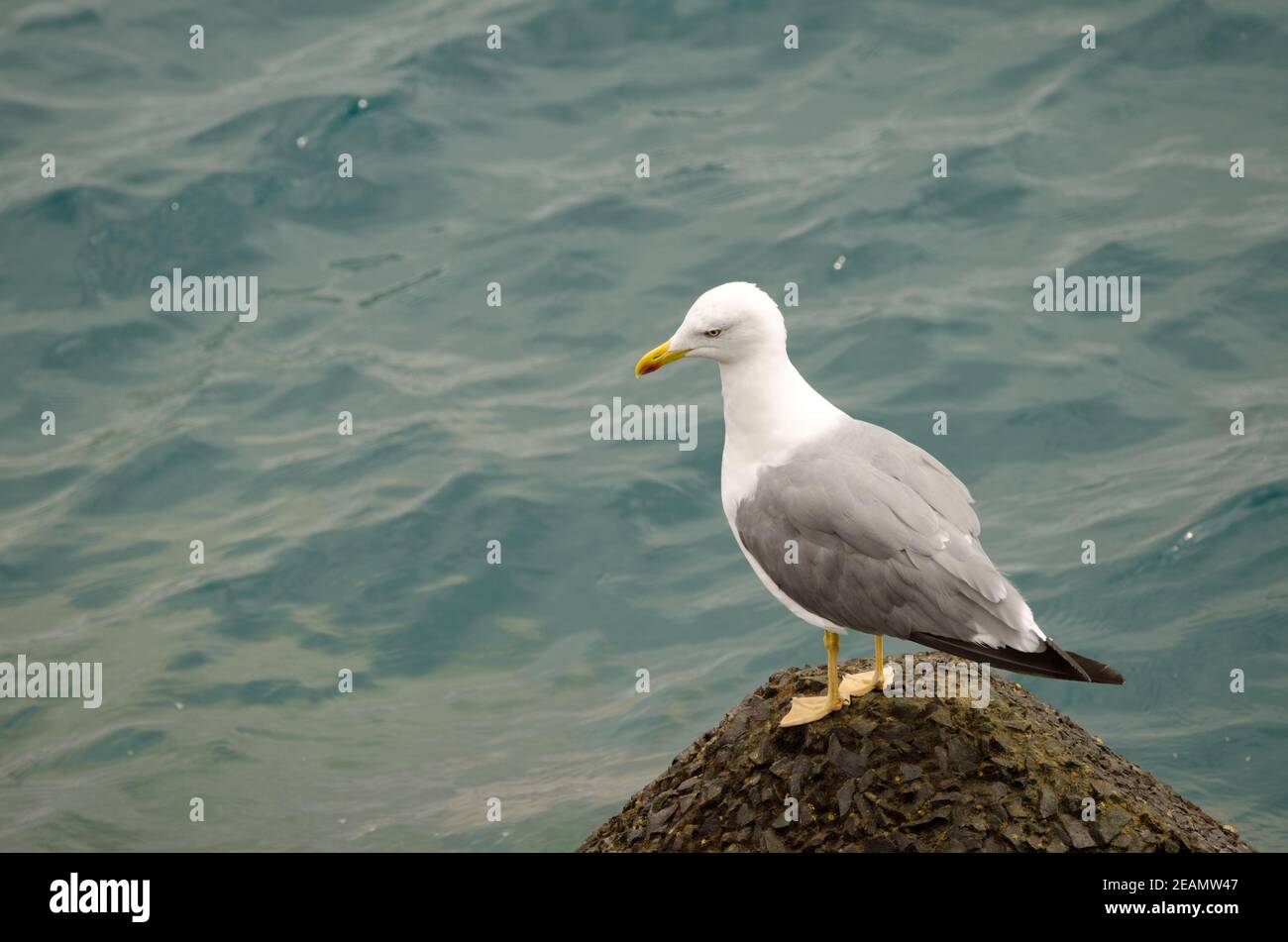 Yellow-legged gull Larus michahellis atlantis on a tetrapod Stock Photo ...