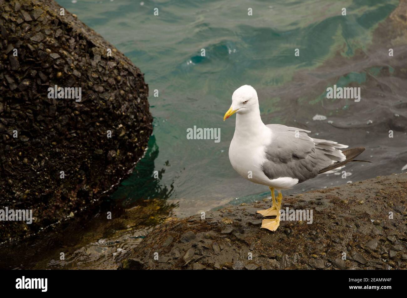 Yellow-legged gull Larus michahellis atlantis on a tetrapod Stock Photo ...