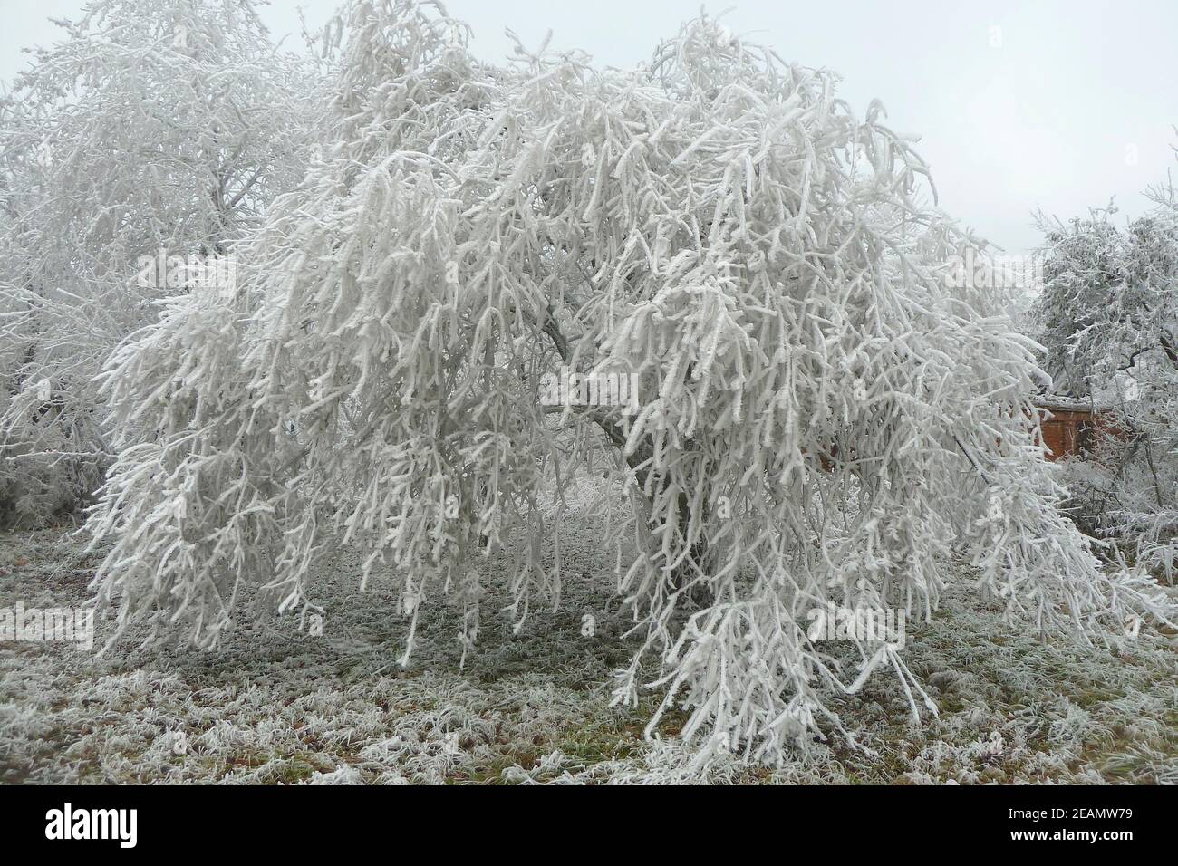 winter landscape with frosty trees Stock Photo - Alamy