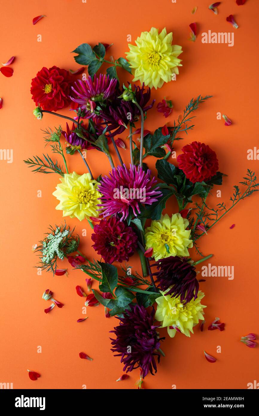 Overhead view of Dahlias flowers set Stock Photo - Alamy