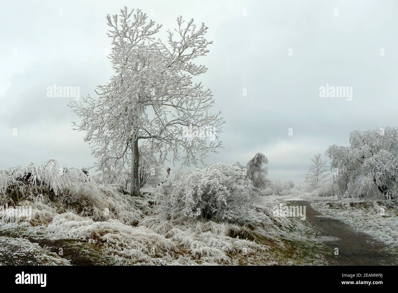 winter landscape with frosty trees Stock Photo - Alamy