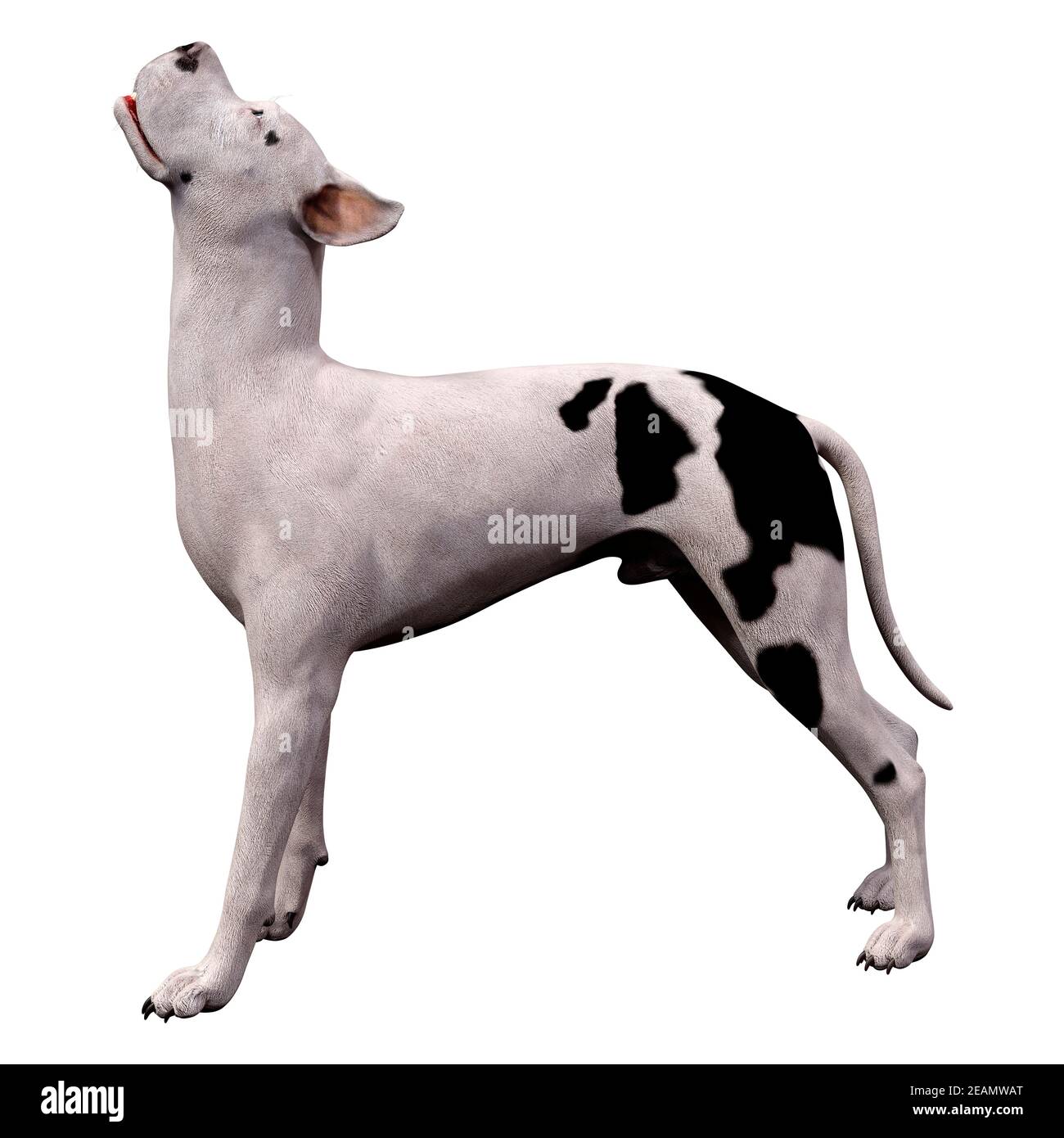 3D Rendering Grat Dane Dog on White Stock Photo - Alamy