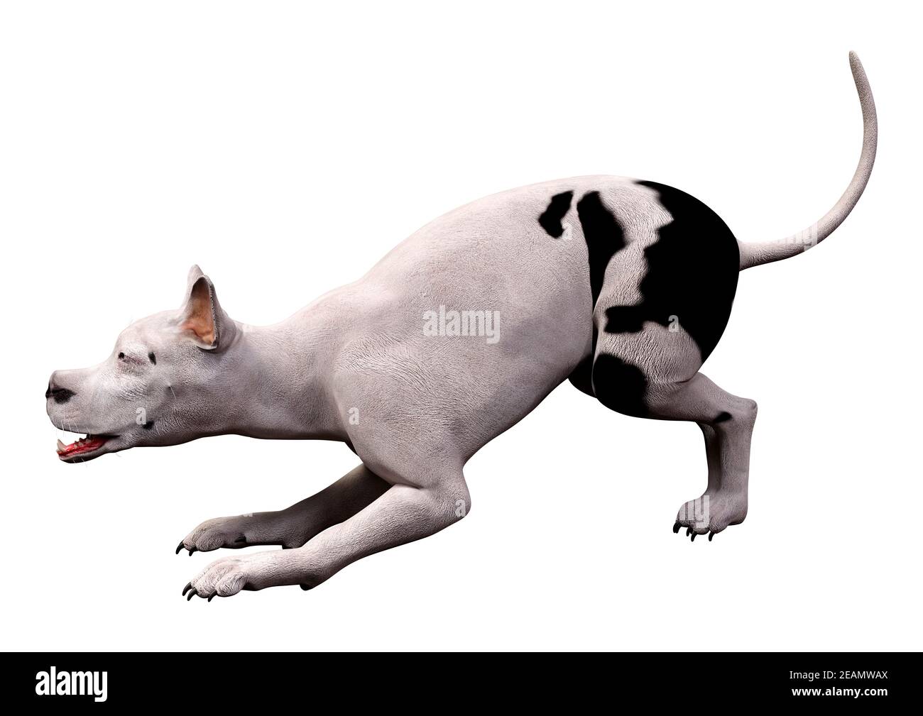 3D Rendering Grat Dane Dog on White Stock Photo - Alamy
