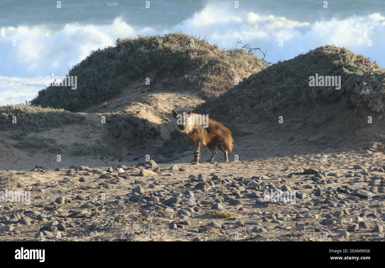Brown hyena at Skeleton Coast Park in Namibia Stock Photo - Alamy