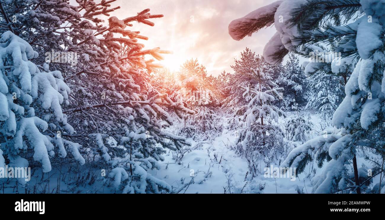 View snowy spruce tree forest hi-res stock photography and images - Alamy