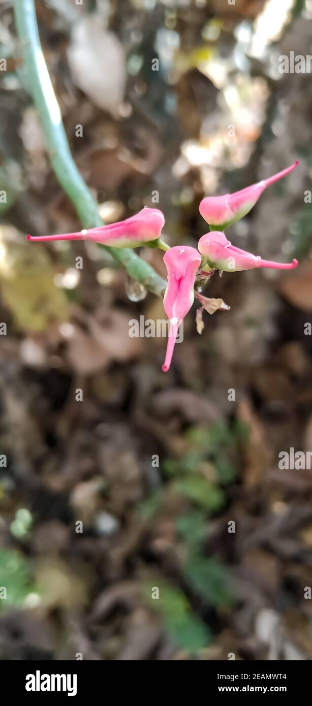 The devils backbone hi-res stock photography and images - Alamy