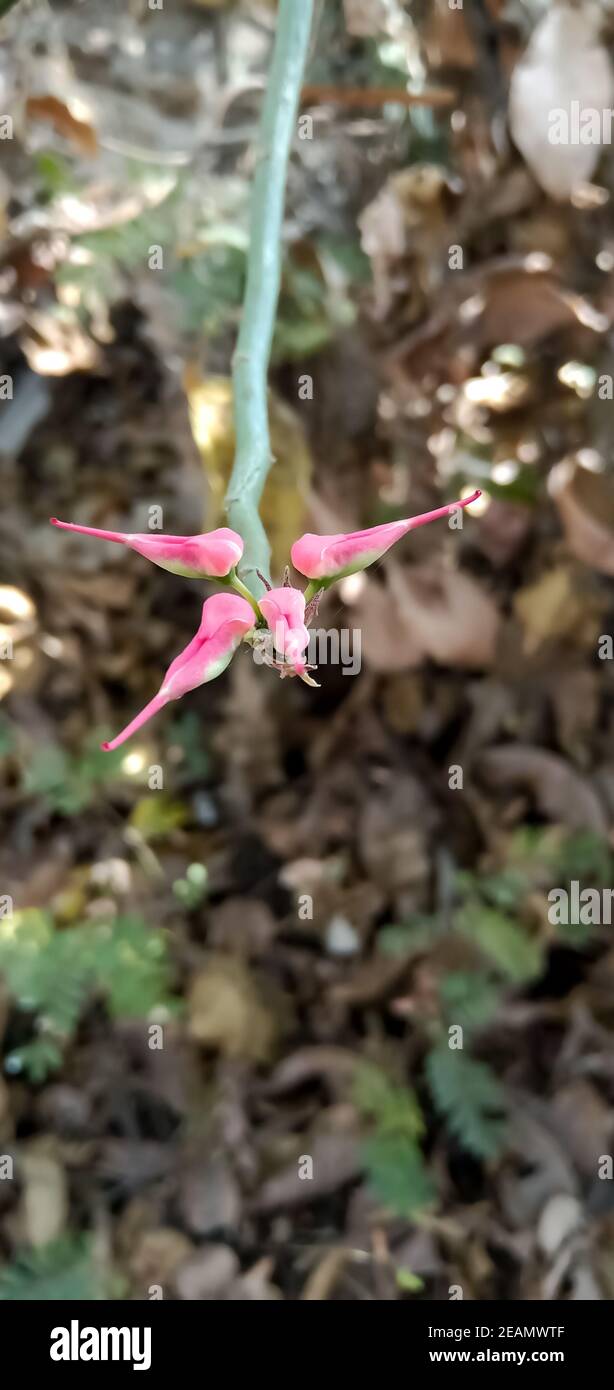 Wild red flower devil's backbone, redbird cactus Stock Photo - Alamy