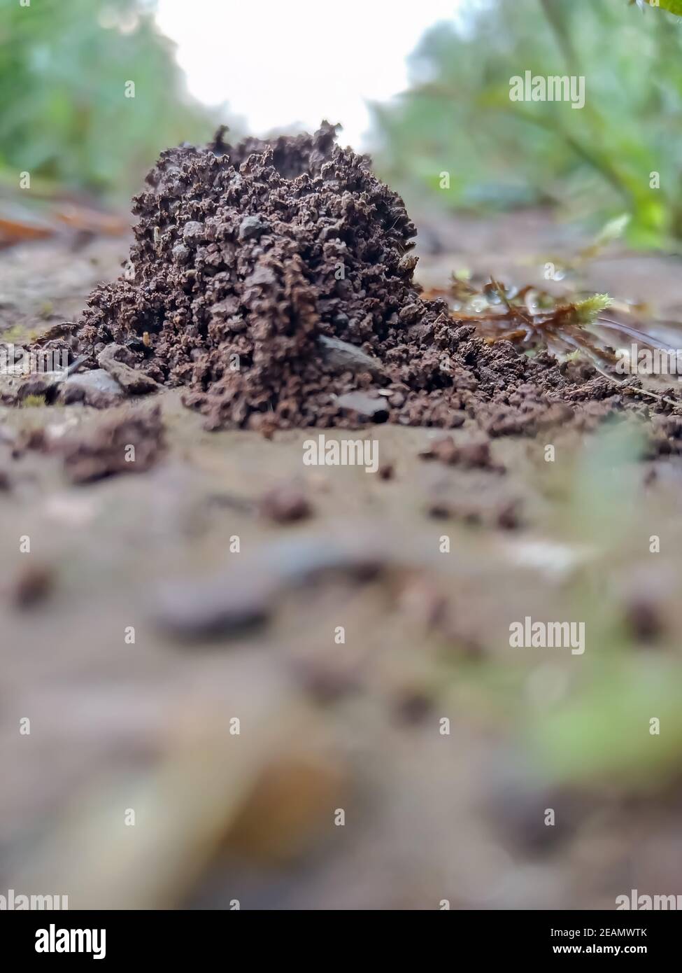 Ant hill insect home ant colony selective focus on subject background ...