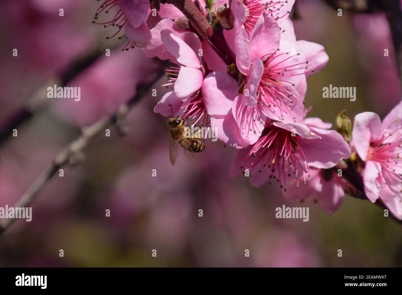 Pollination of flowers by bees peach Stock Photo - Alamy