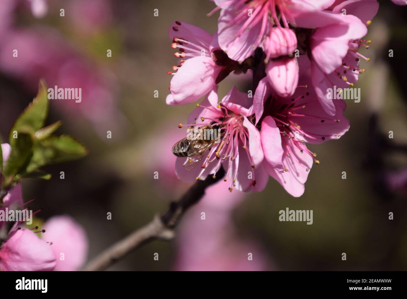 Pollination of flowers by bees peach Stock Photo - Alamy