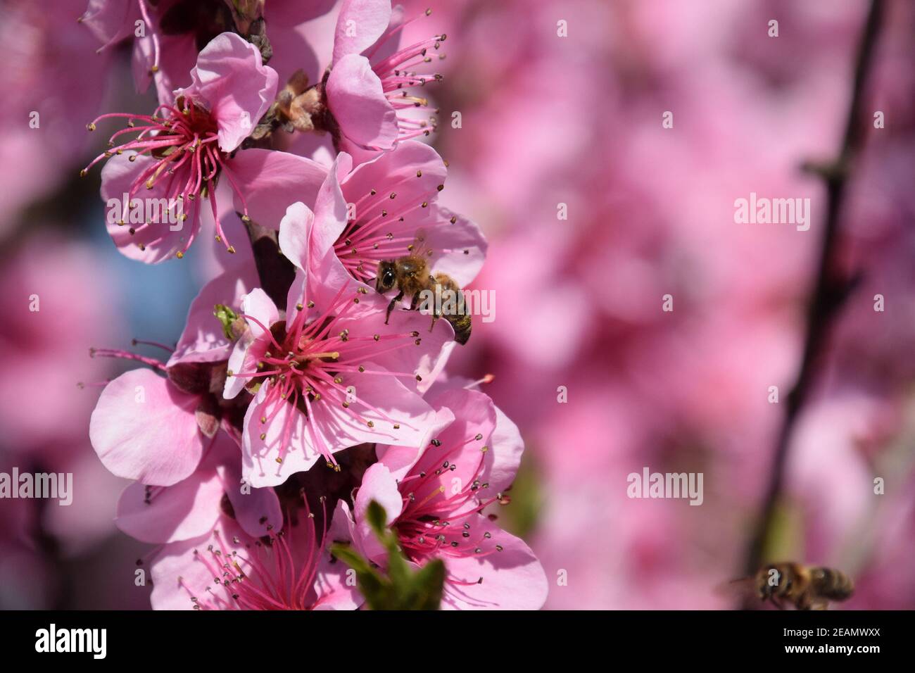 Pollination of flowers by bees peach Stock Photo - Alamy