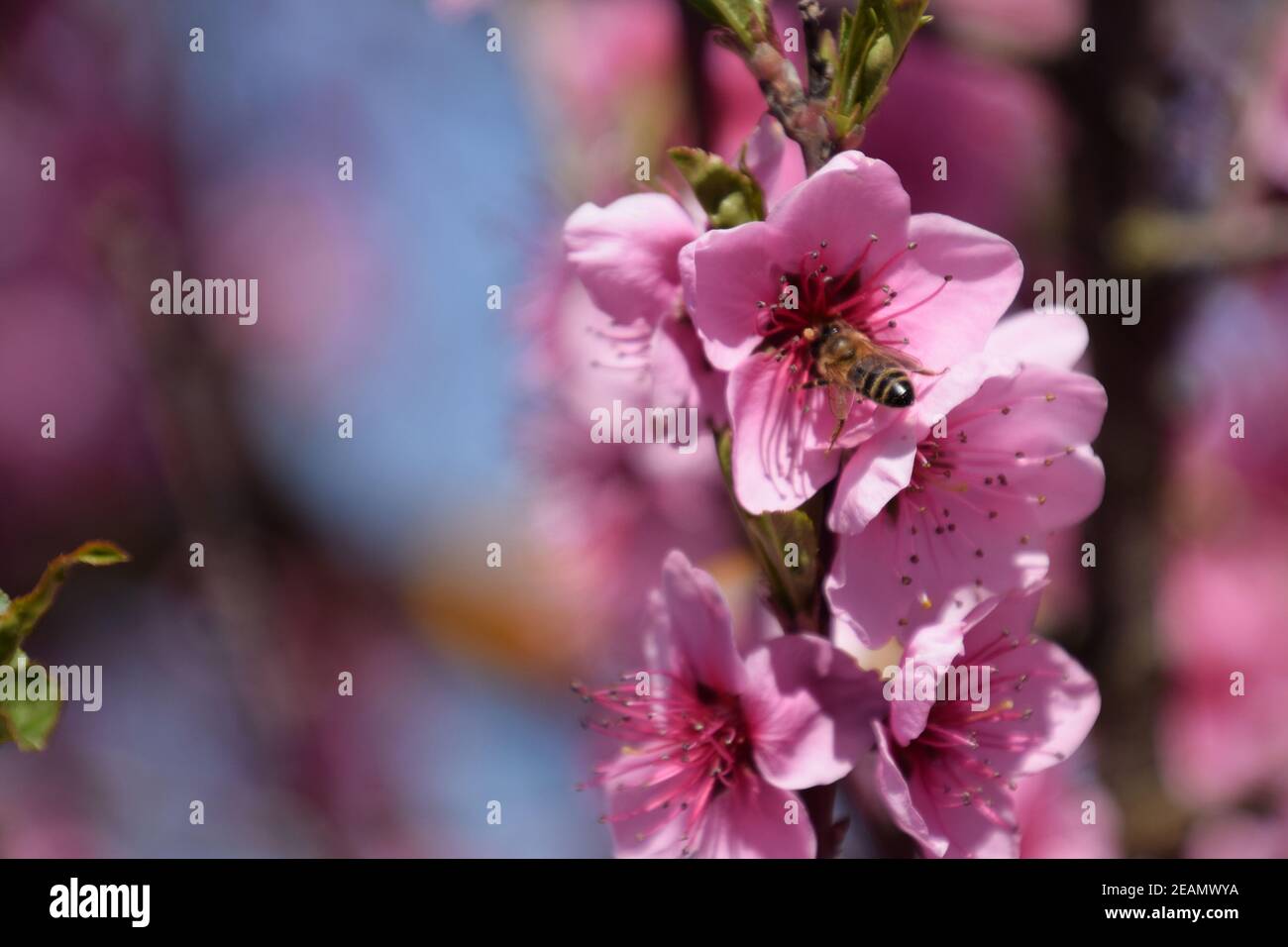 Pollination of flowers by bees peach Stock Photo - Alamy