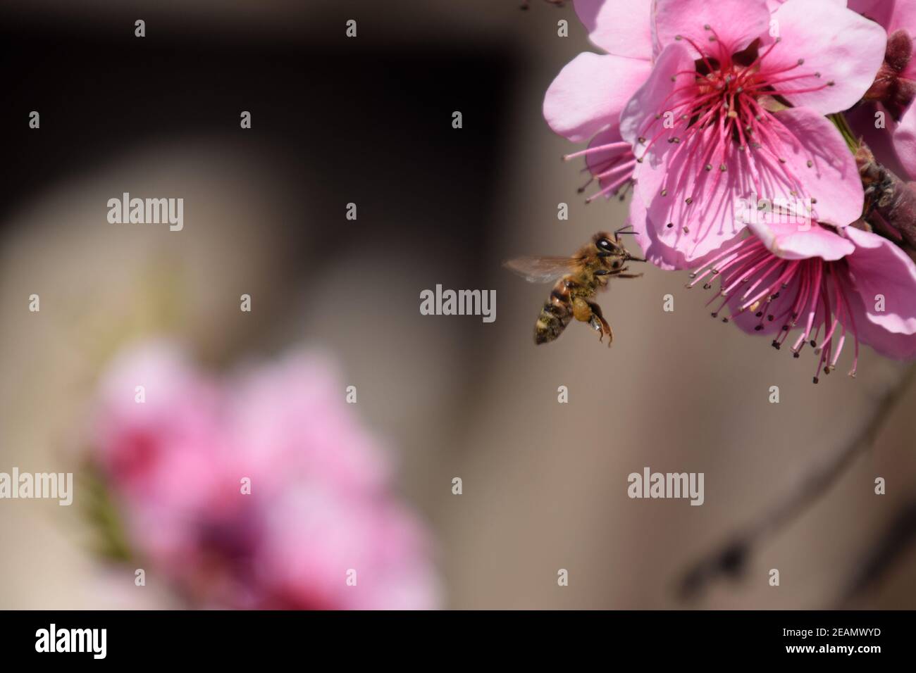 Pollination of flowers by bees peach Stock Photo - Alamy
