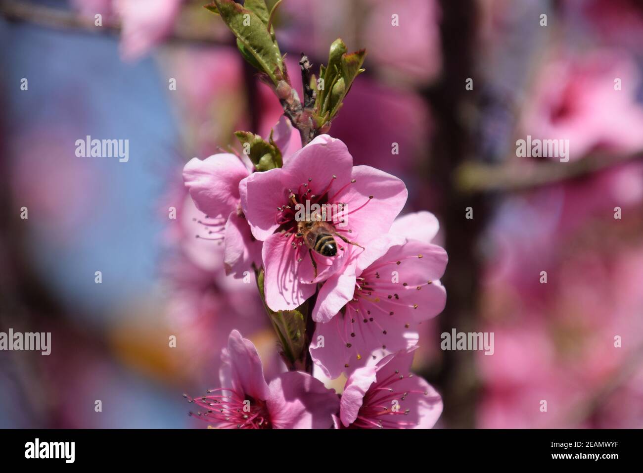 Pollination of flowers by bees peach Stock Photo - Alamy