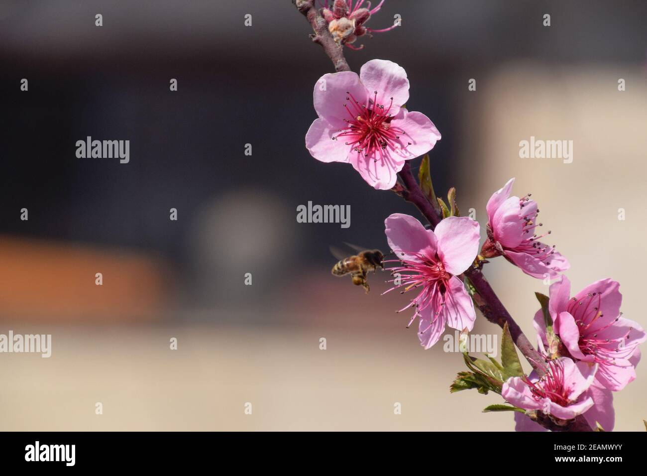 Peach Blossom Pollination High Resolution Stock Photography and Images ...