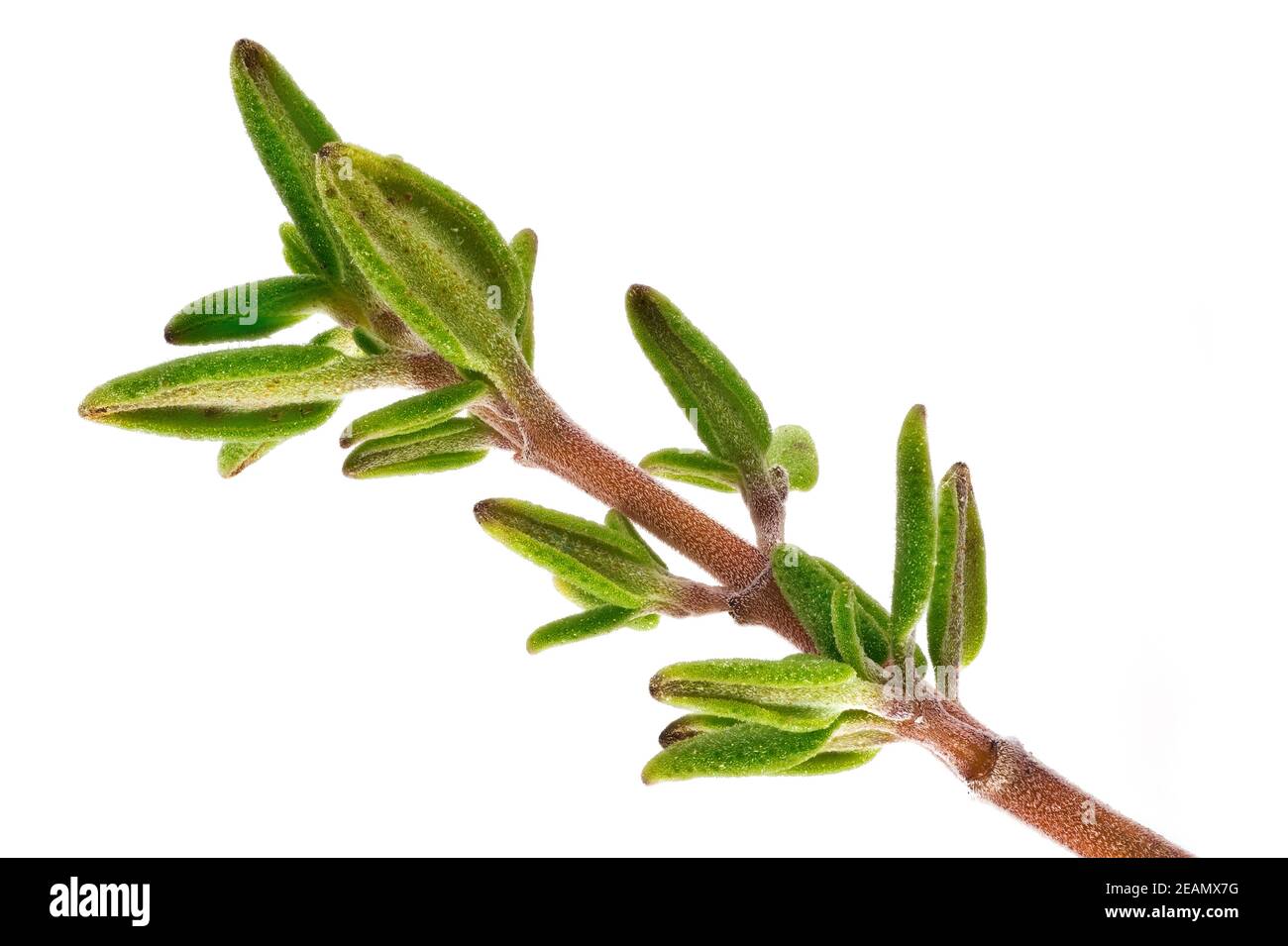 Thymus plant Cut Out Stock Images & Pictures - Alamy