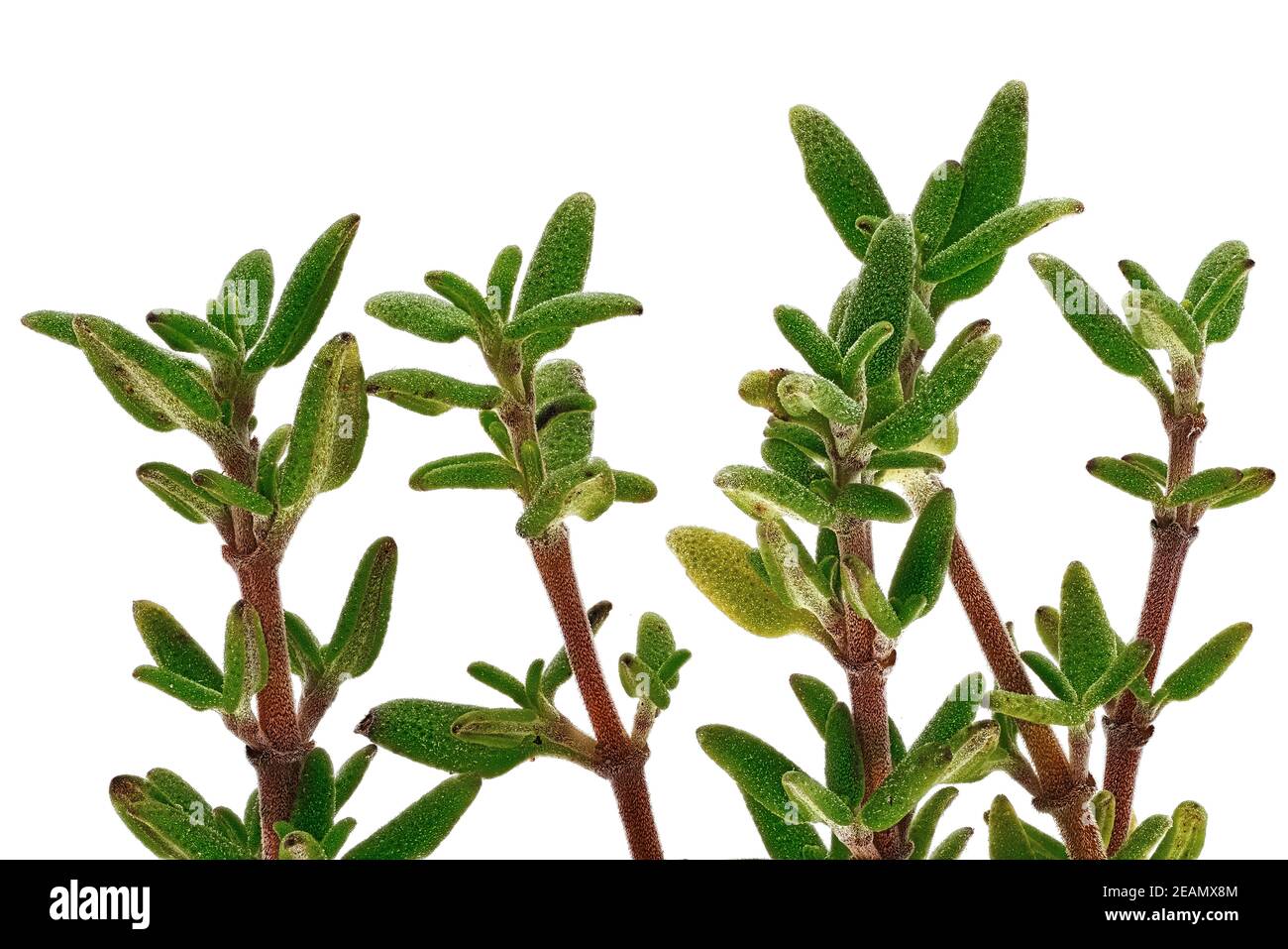 Thymus healthcare hi-res stock photography and images - Alamy