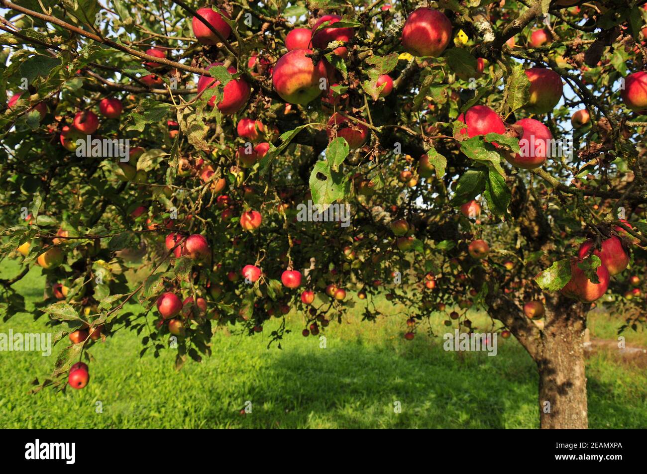 Tree with red apples hi-res stock photography and images - Alamy