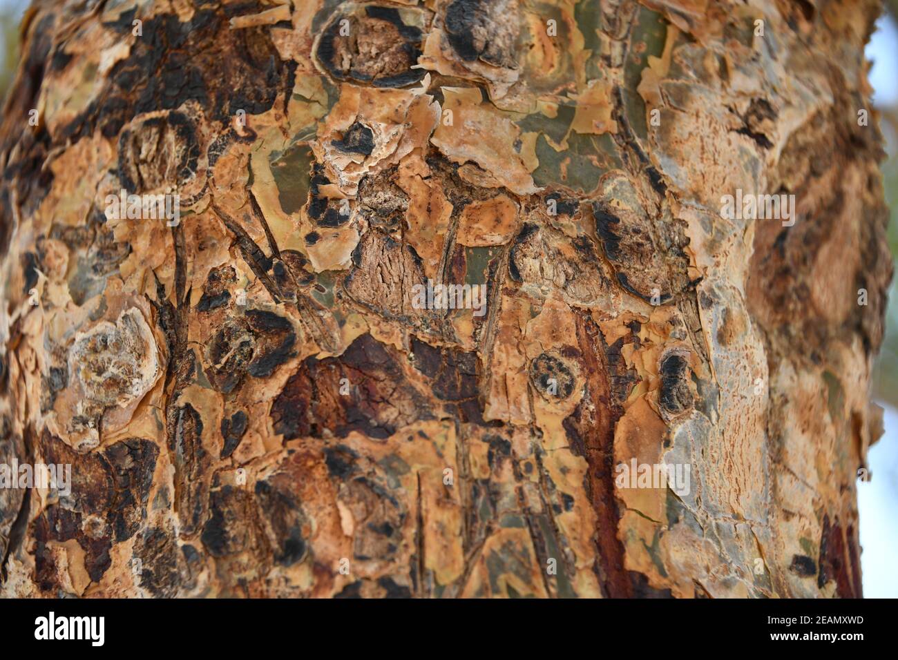 Incense tree hi-res stock photography and images - Alamy