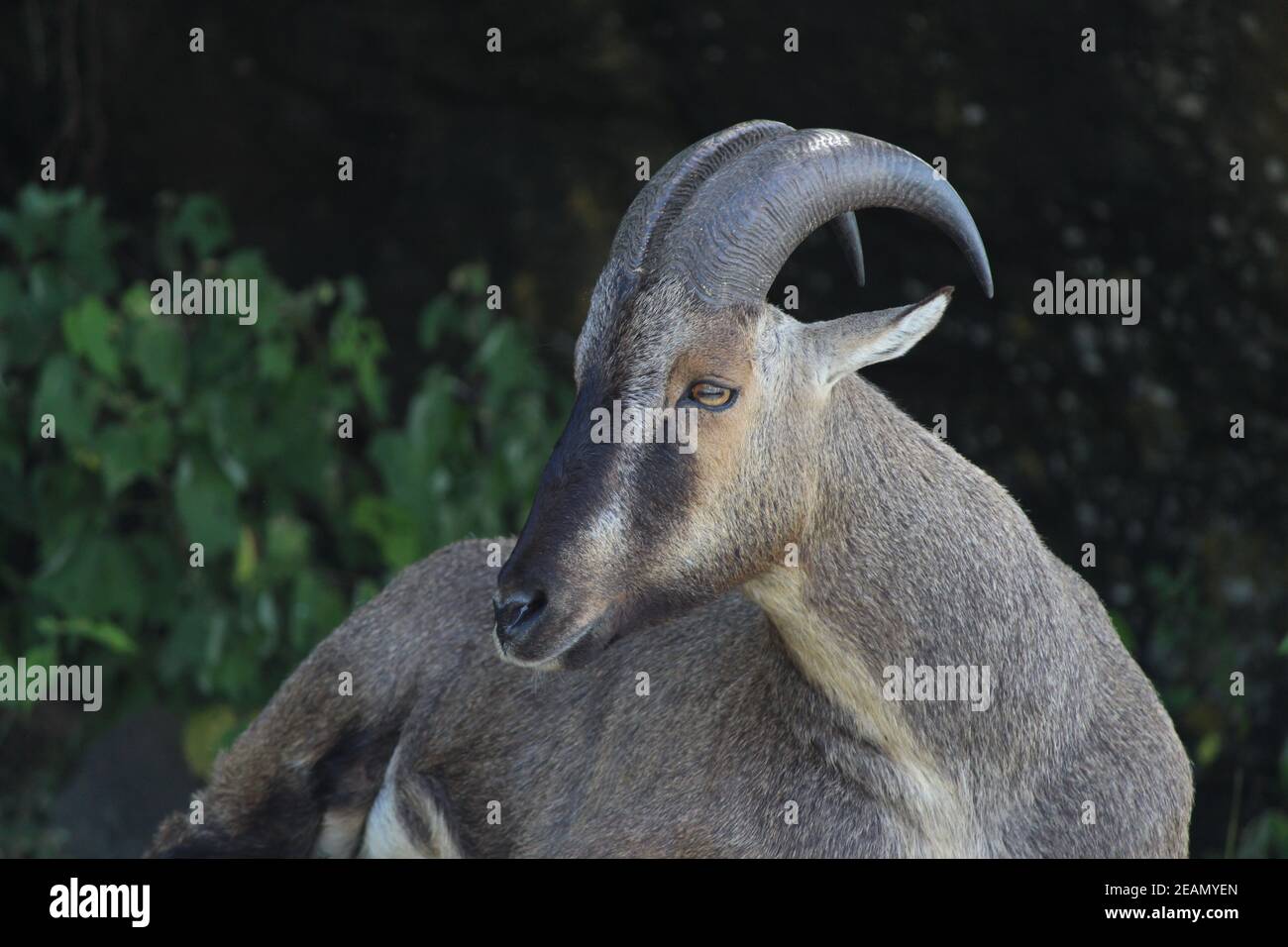 Himalayan tar hi-res stock photography and images - Alamy