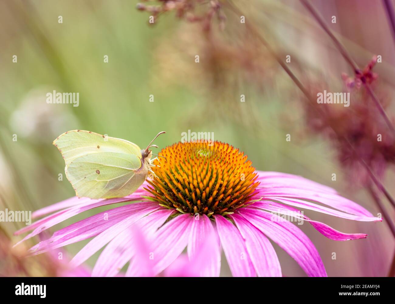 Brimstone butterfly hi-res stock photography and images - Alamy