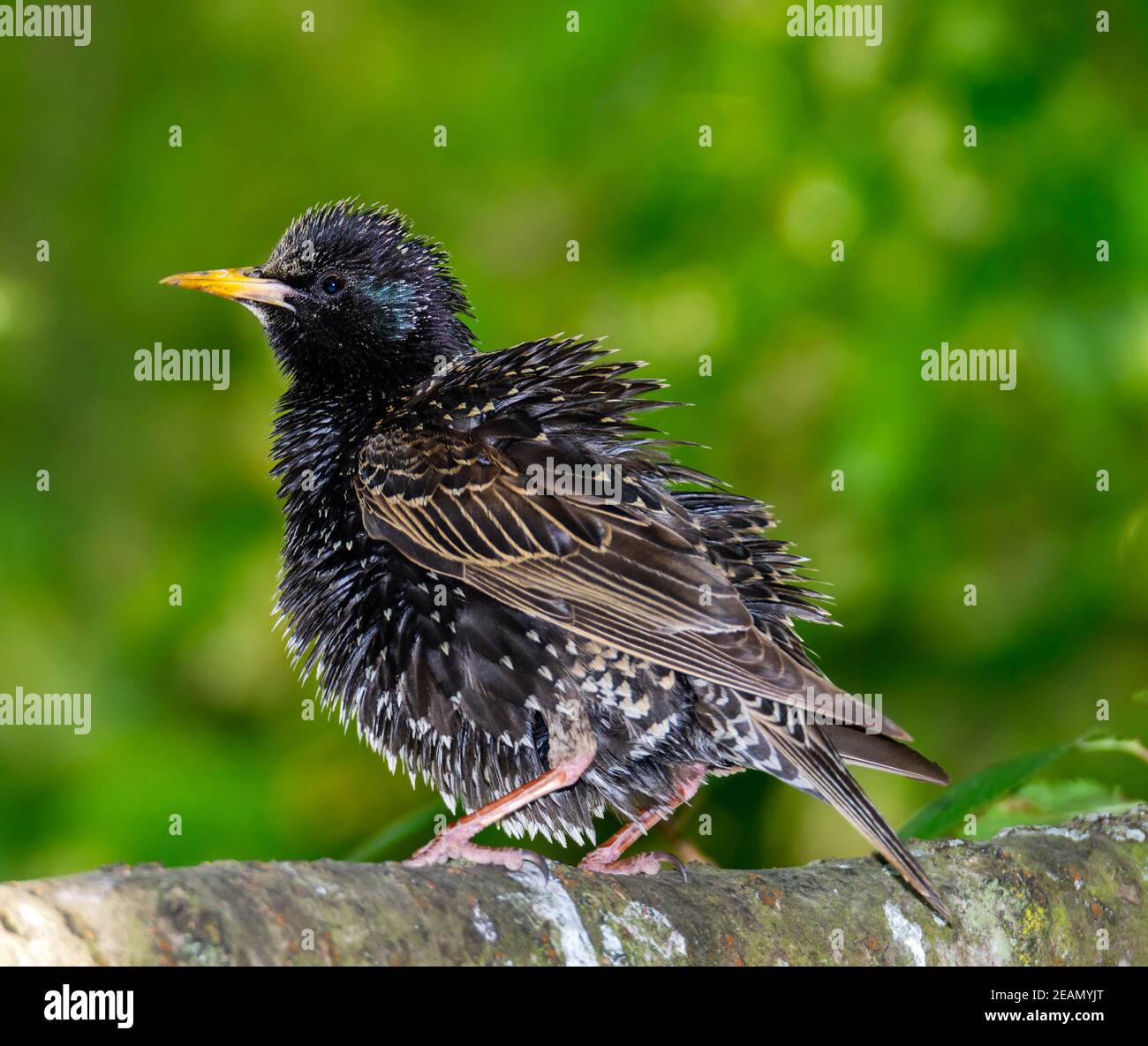 Black Starling High Resolution Stock Photography and Images - Alamy