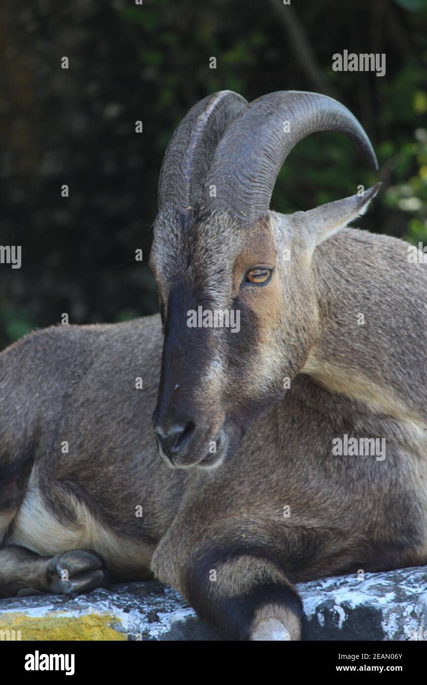 Himalayan tar hi-res stock photography and images - Alamy
