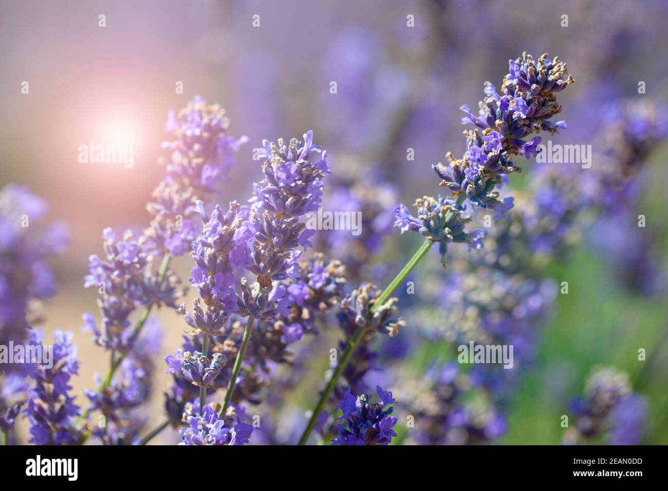 Lavender bushes closeup on sunset Stock Photo - Alamy