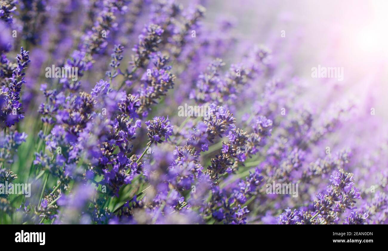 Panorama lavender field sunset hi-res stock photography and images - Alamy