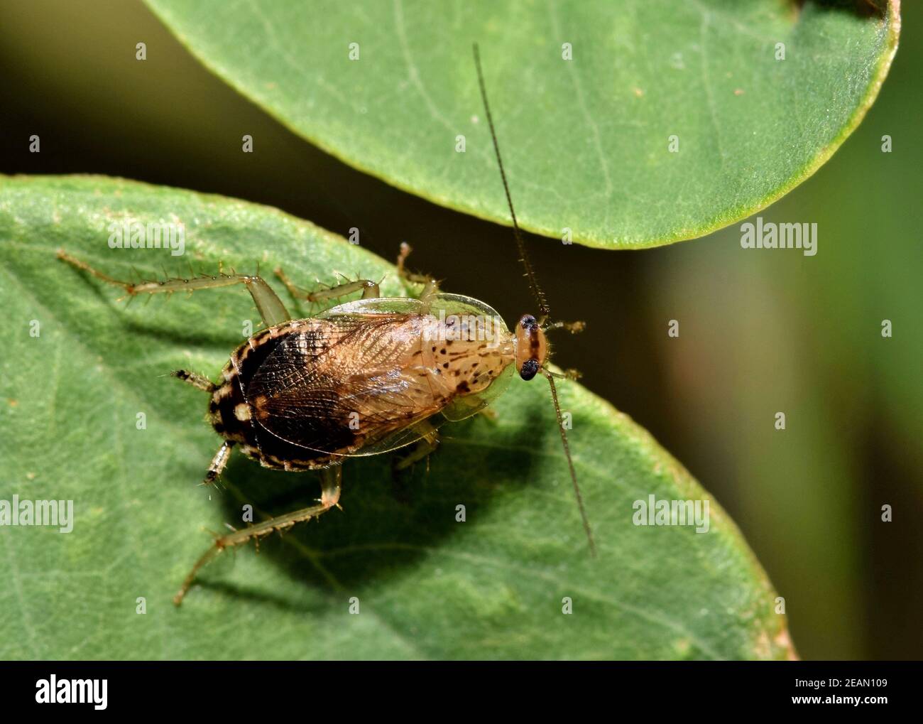 Least yellow cockroach hi-res stock photography and images - Alamy