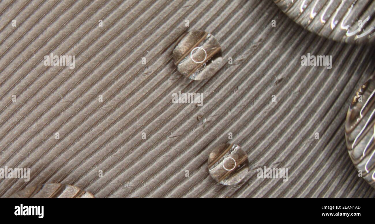 under the magnifying glass you can see the enlarged feather of a ...