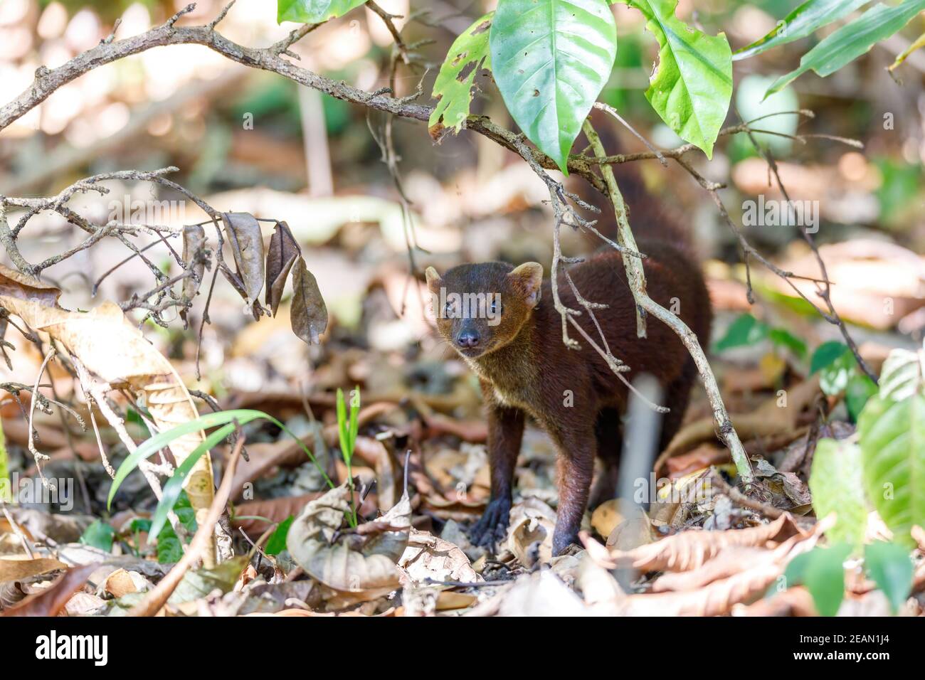 Ring-tailed mongoose Madagascar wildlife Stock Photo - Alamy