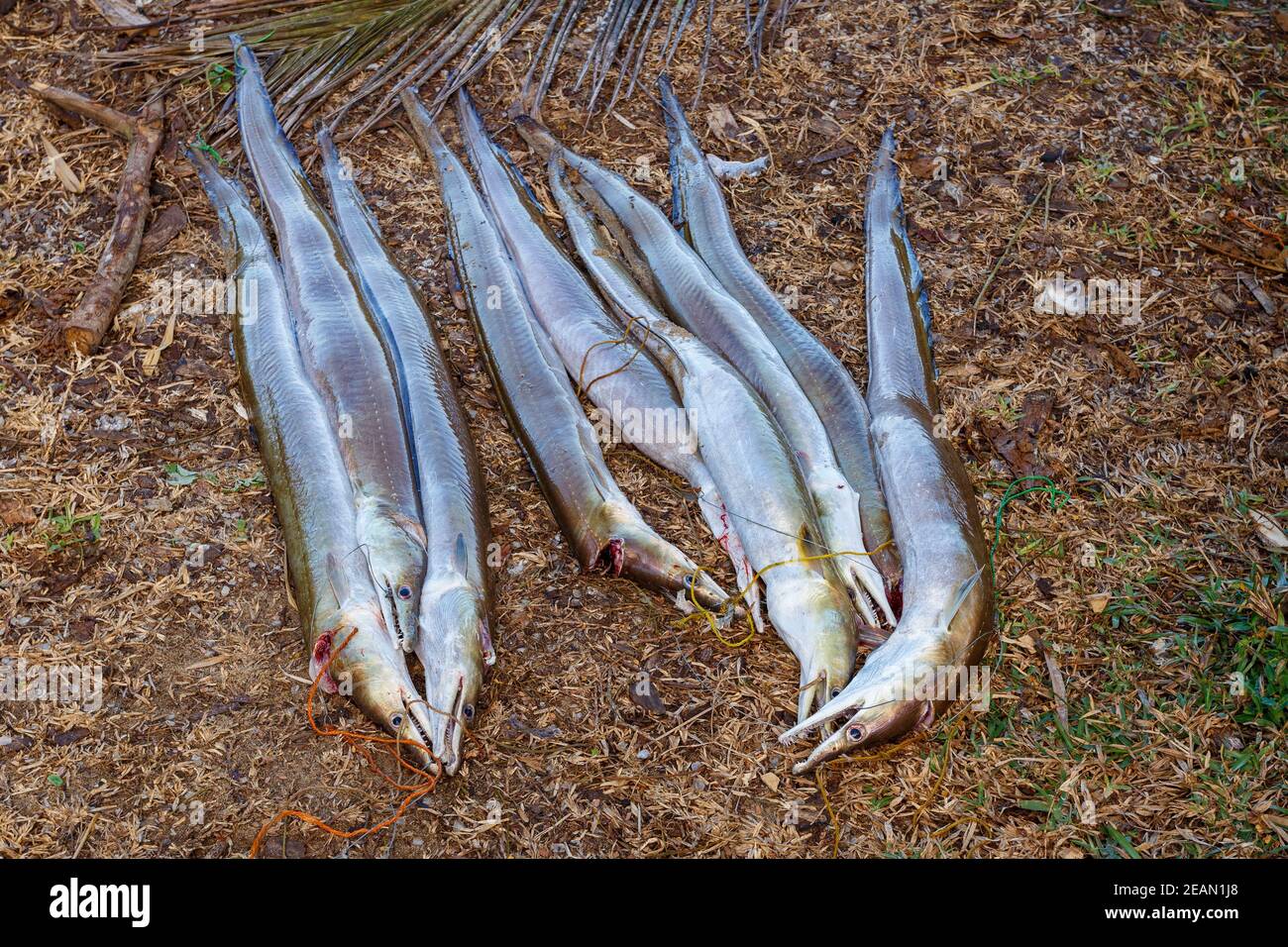 Freshly caught fish, madagascar Stock Photo - Alamy
