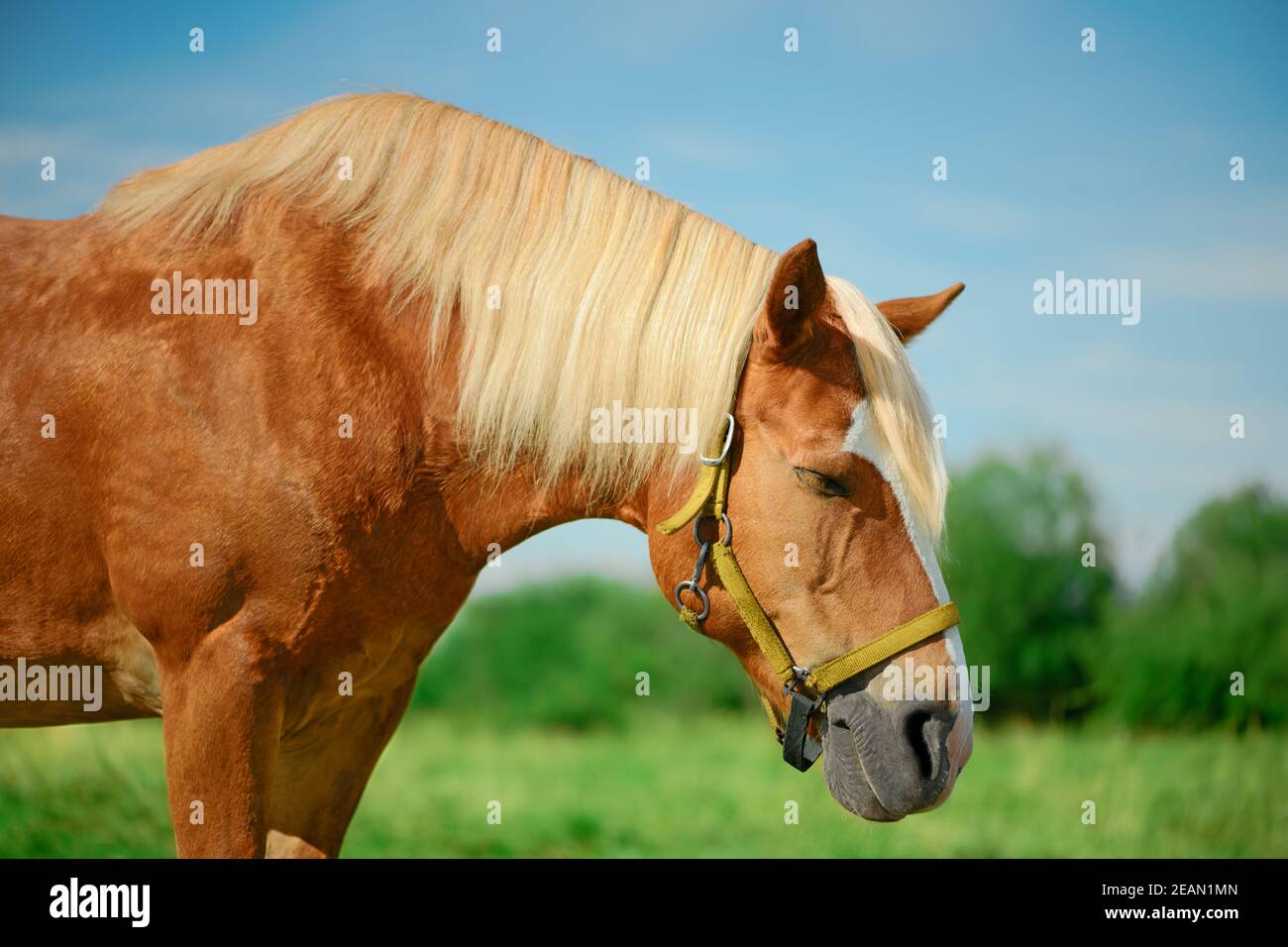 Russian heavy draft horse hi-res stock photography and images - Alamy