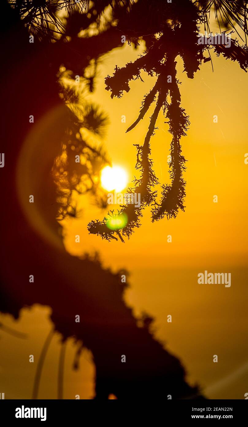 Crimean pine tree hi-res stock photography and images - Alamy