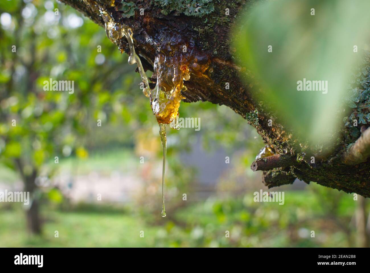 Tree sap ooze bark hi-res stock photography and images - Alamy