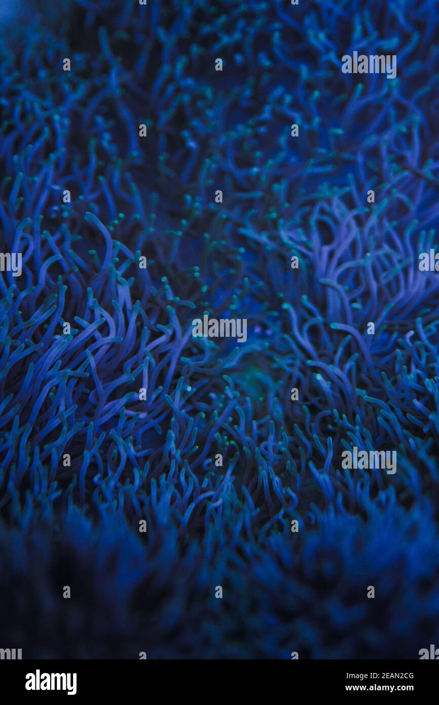 Anemone fish with anemone,Sea anemone and clown fish in marine aquarium ...