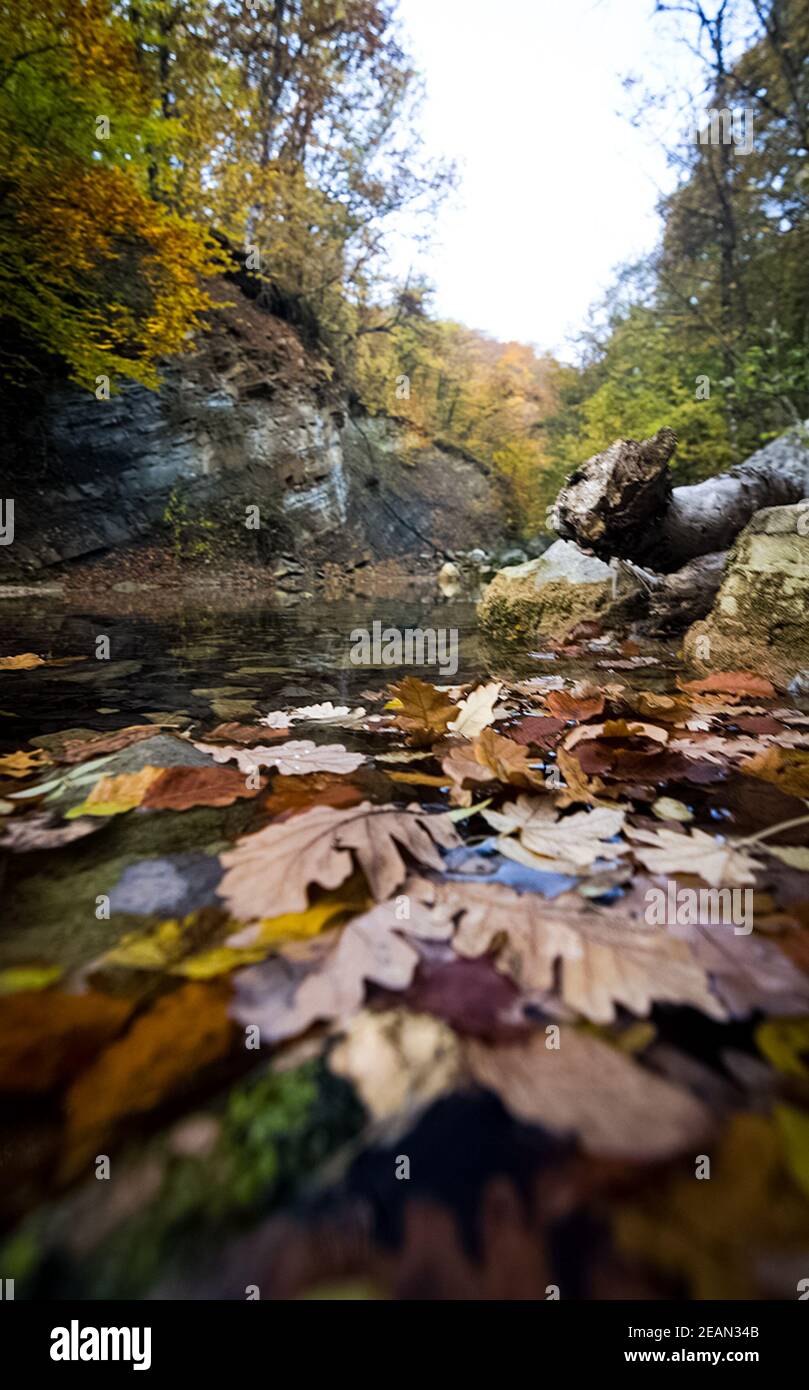 Mountain small river in forest with rapids and waterfalls. A forest ...