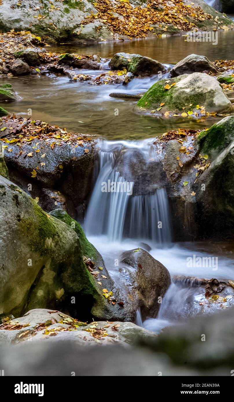 Mountain small river in forest with rapids and waterfalls. A forest ...