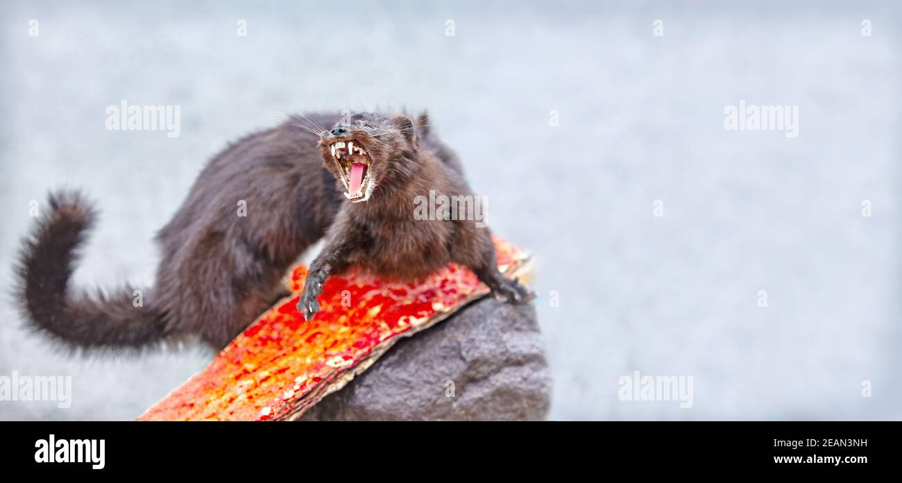 Adult pine marten rocky, shows fangs, defending itself Stock Photo - Alamy