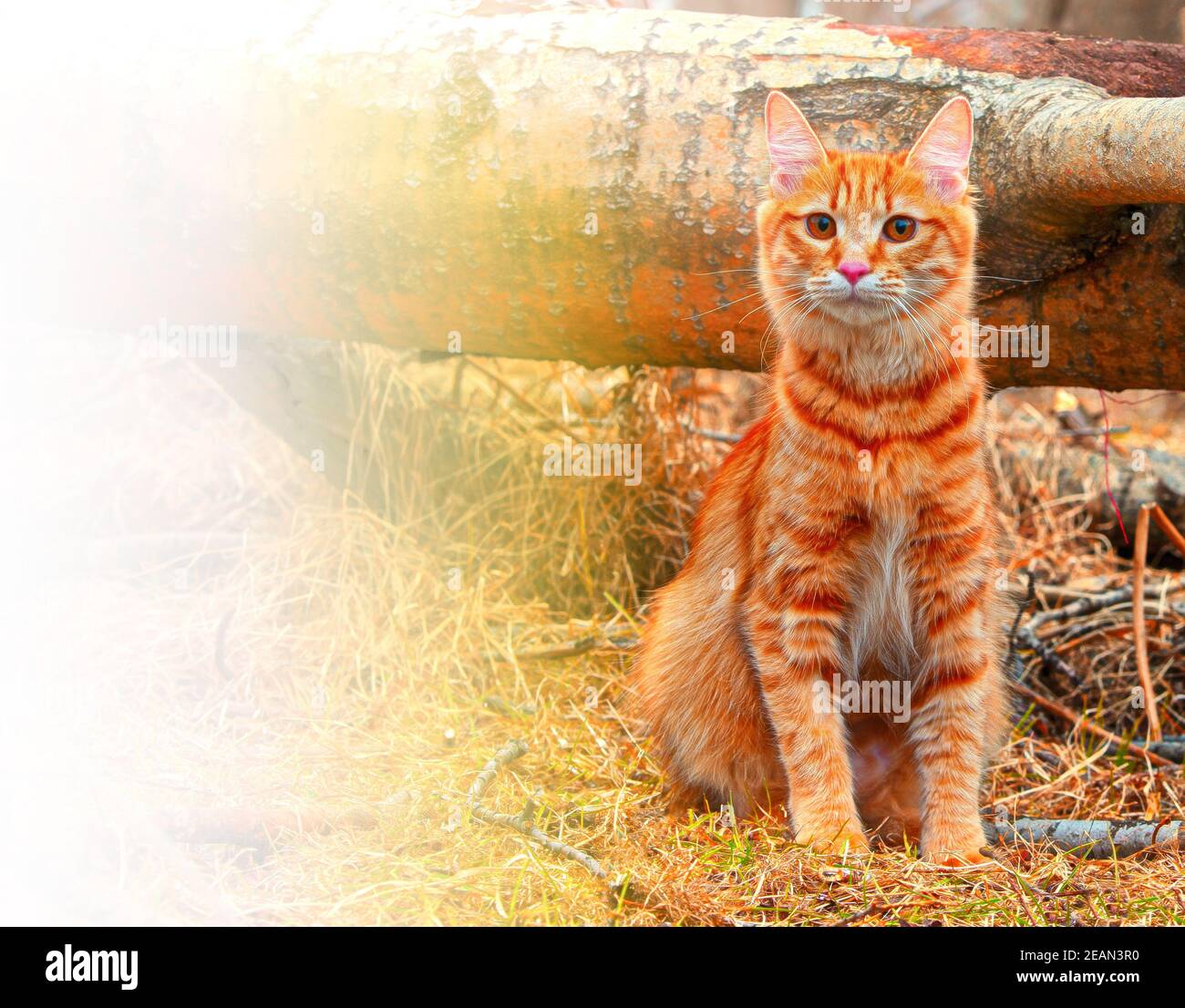 Beautiful Red Cat bobtail hunts in the forest Stock Photo - Alamy