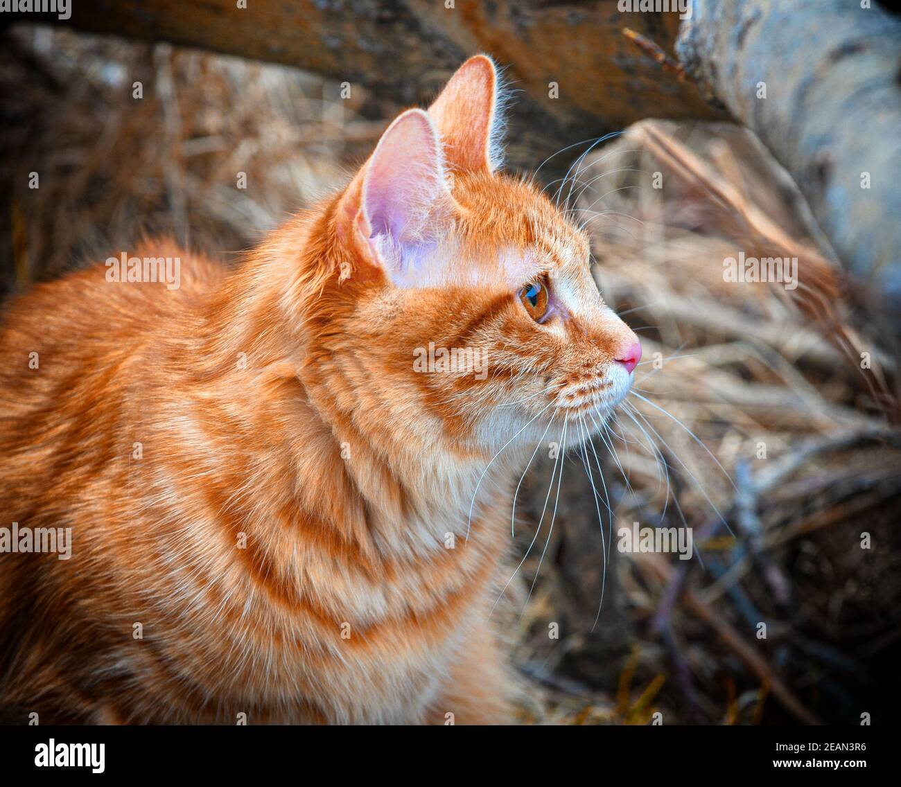 Beautiful Red Cat bobtail hunts in the forest Stock Photo - Alamy