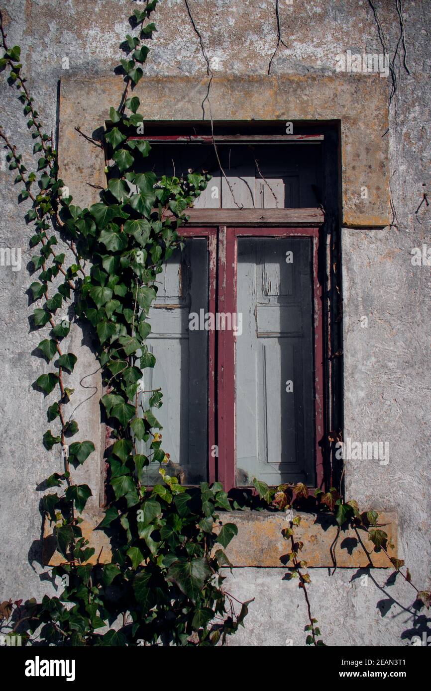 Creeper growing on glass hi-res stock photography and images - Alamy