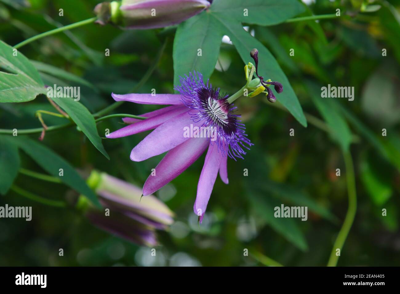 The opened flower of Passionflower Stock Photo - Alamy