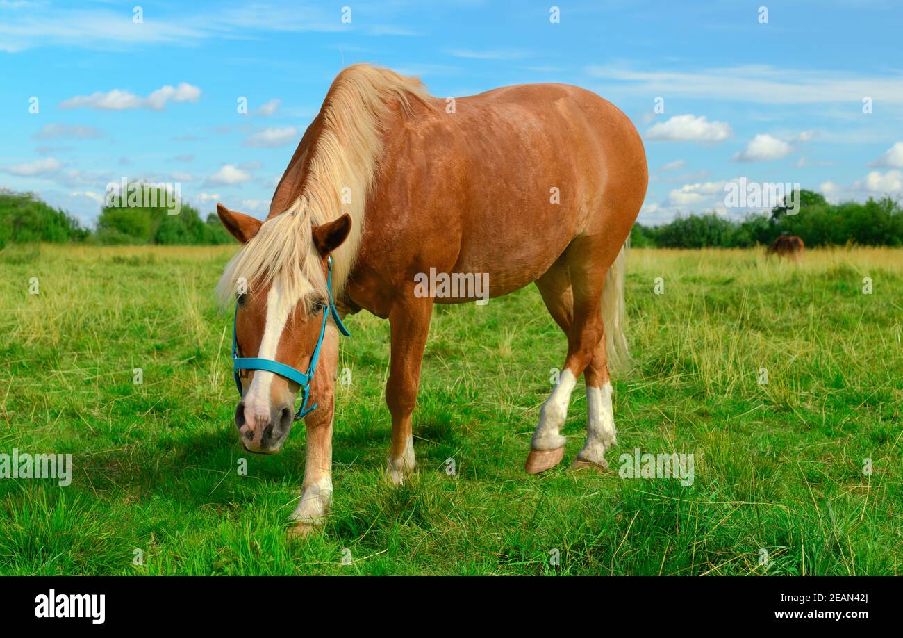 Russian heavy draught horse hi-res stock photography and images - Alamy