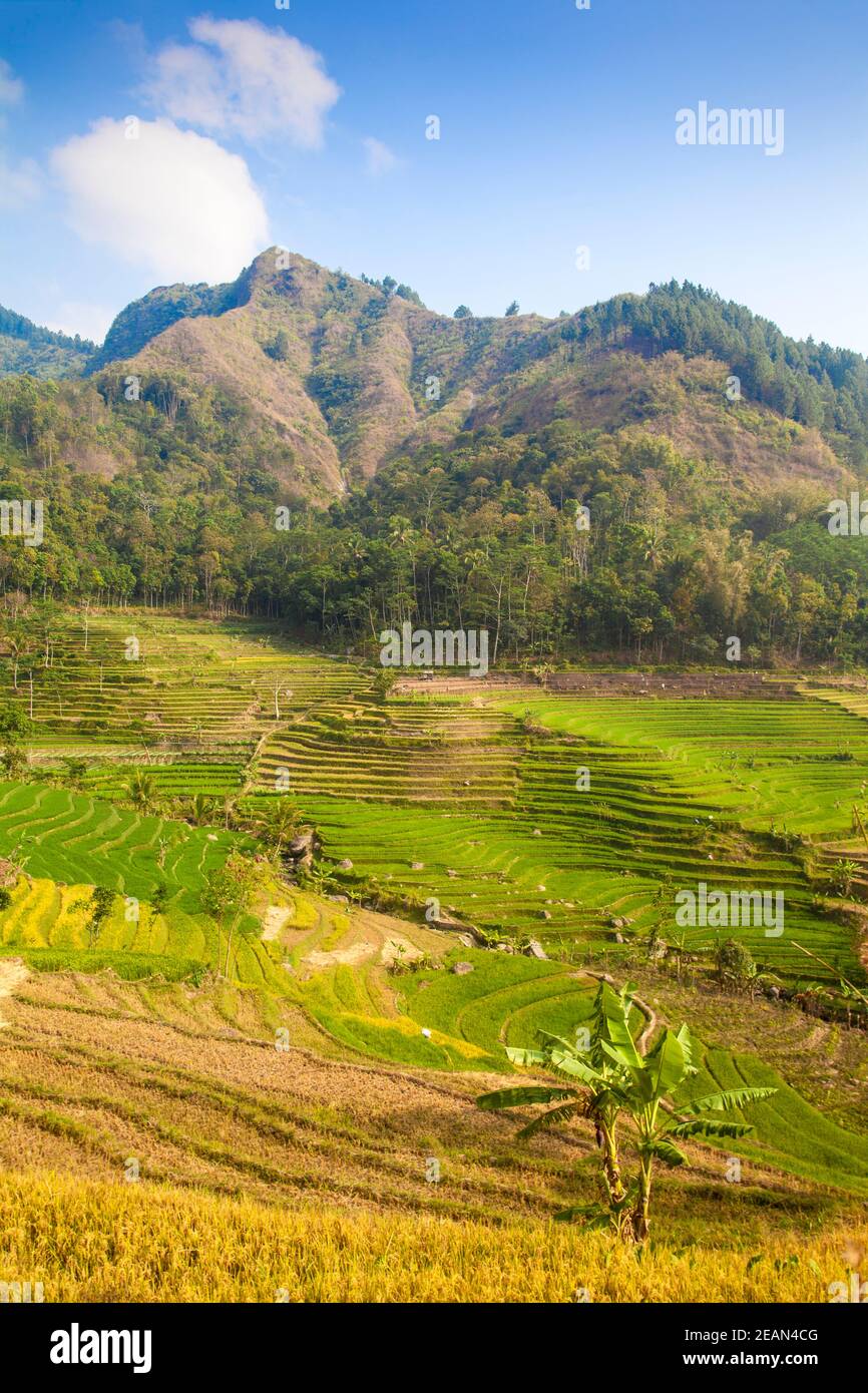 Java indonesia rice paddies hi-res stock photography and images - Alamy