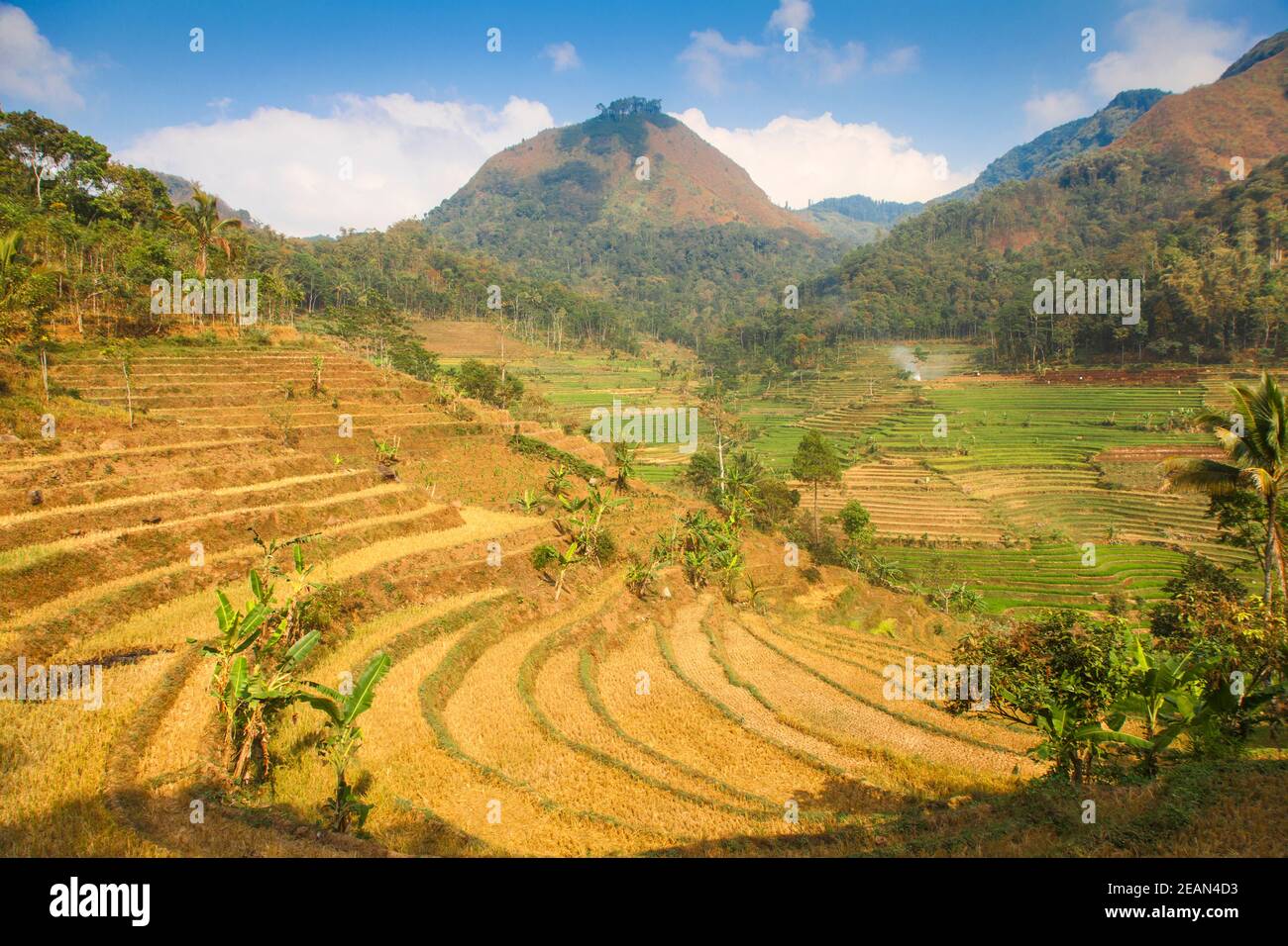 Java indonesia rice paddies hi-res stock photography and images - Alamy