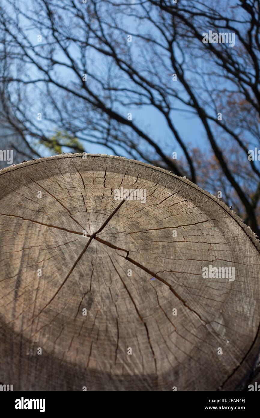 Tree growth structure hi-res stock photography and images - Alamy