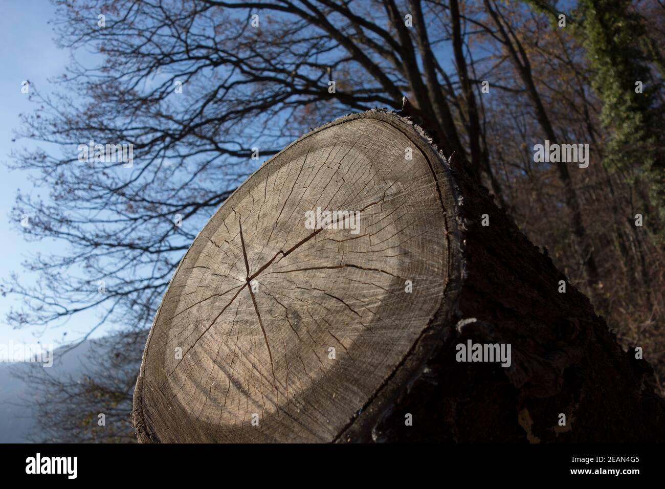 End grain structure hi-res stock photography and images - Alamy